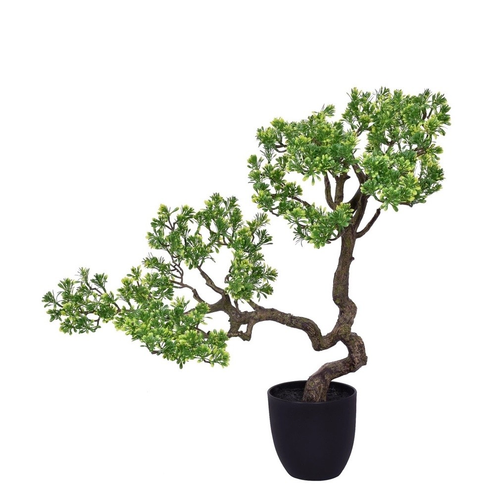 Oba Oba | BONSAI X2 VD